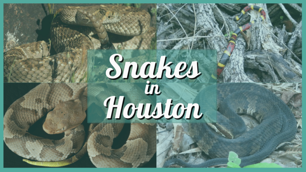 Common Texas Snakes in Houston - An Identification Guide