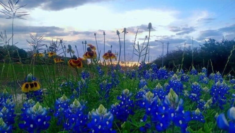 Bluebonnets Houston: 25 places to enjoy this Texas treasure!