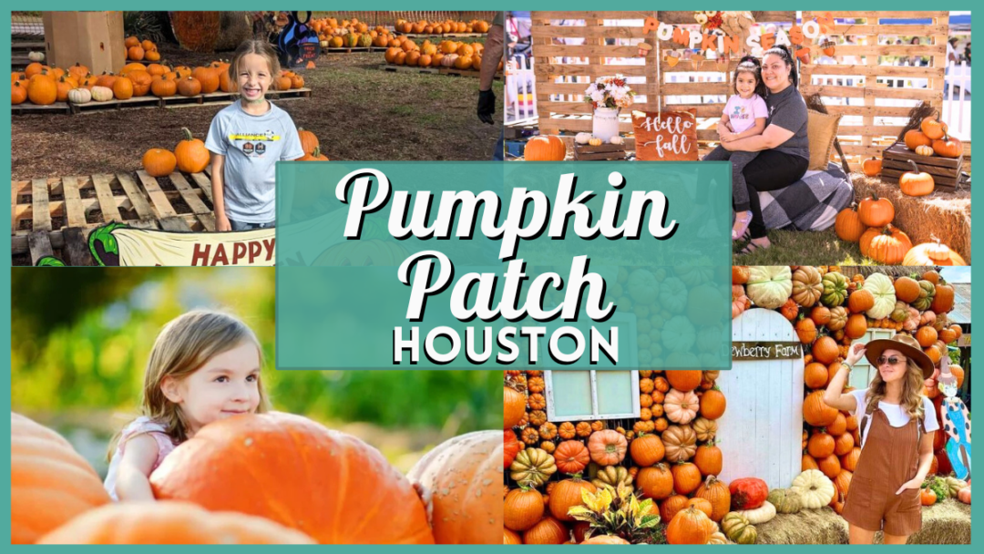 Pumpkin Patch Houston – Best Farms & Festivals (2025)